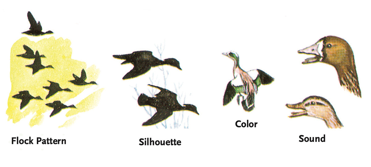Before You Shoot: Mastering Waterfowl Identification | Ducks Unlimited